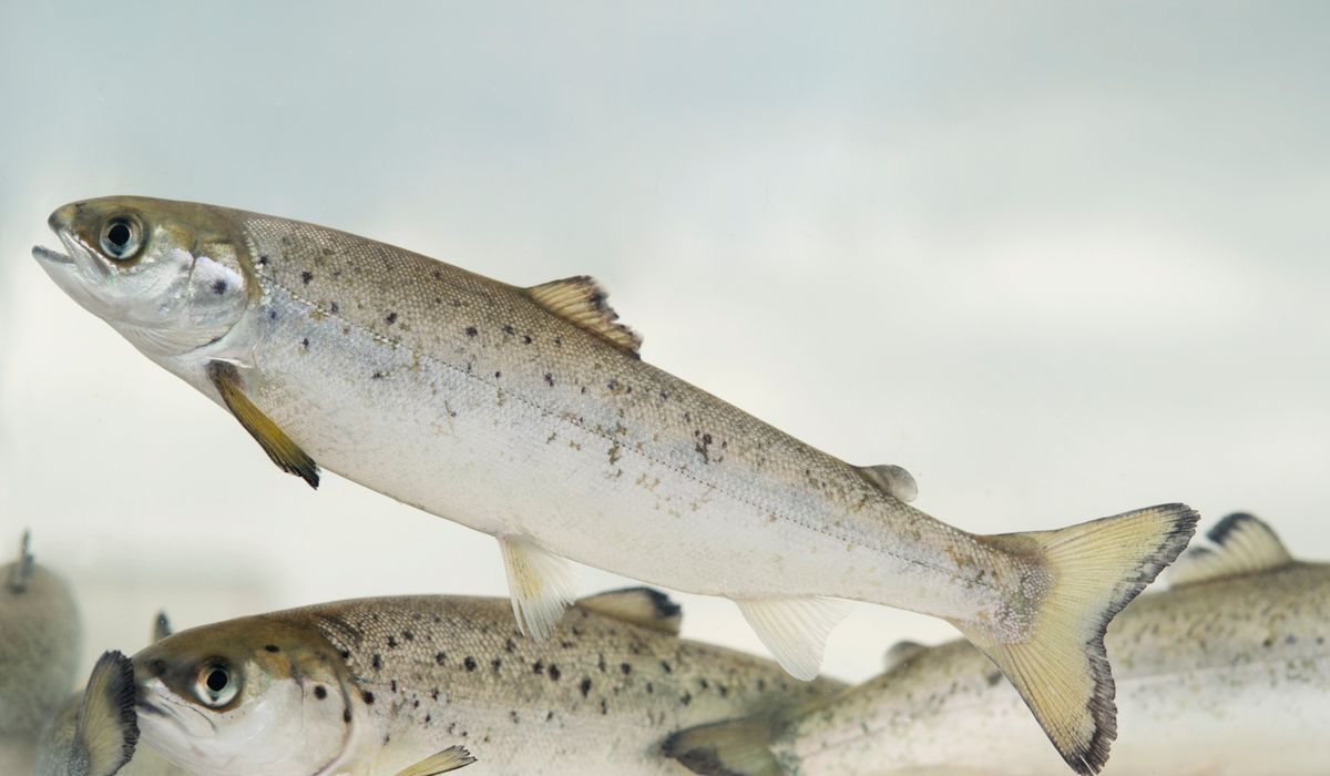 Juvenile fish - EWOS - Scotland