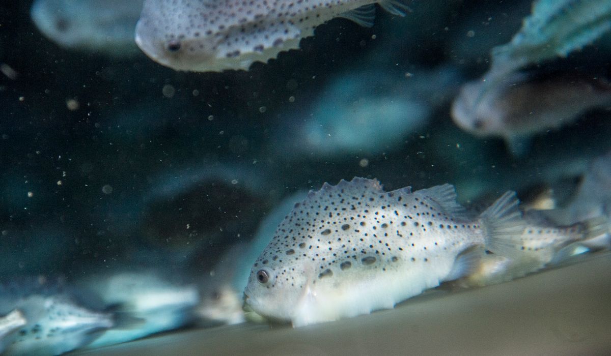 Lumpfish - EWOS - Scotland